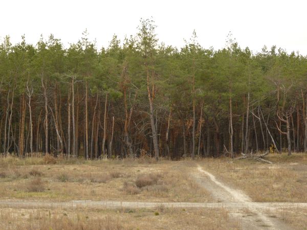 forest side view texture 0028 - Texturelib